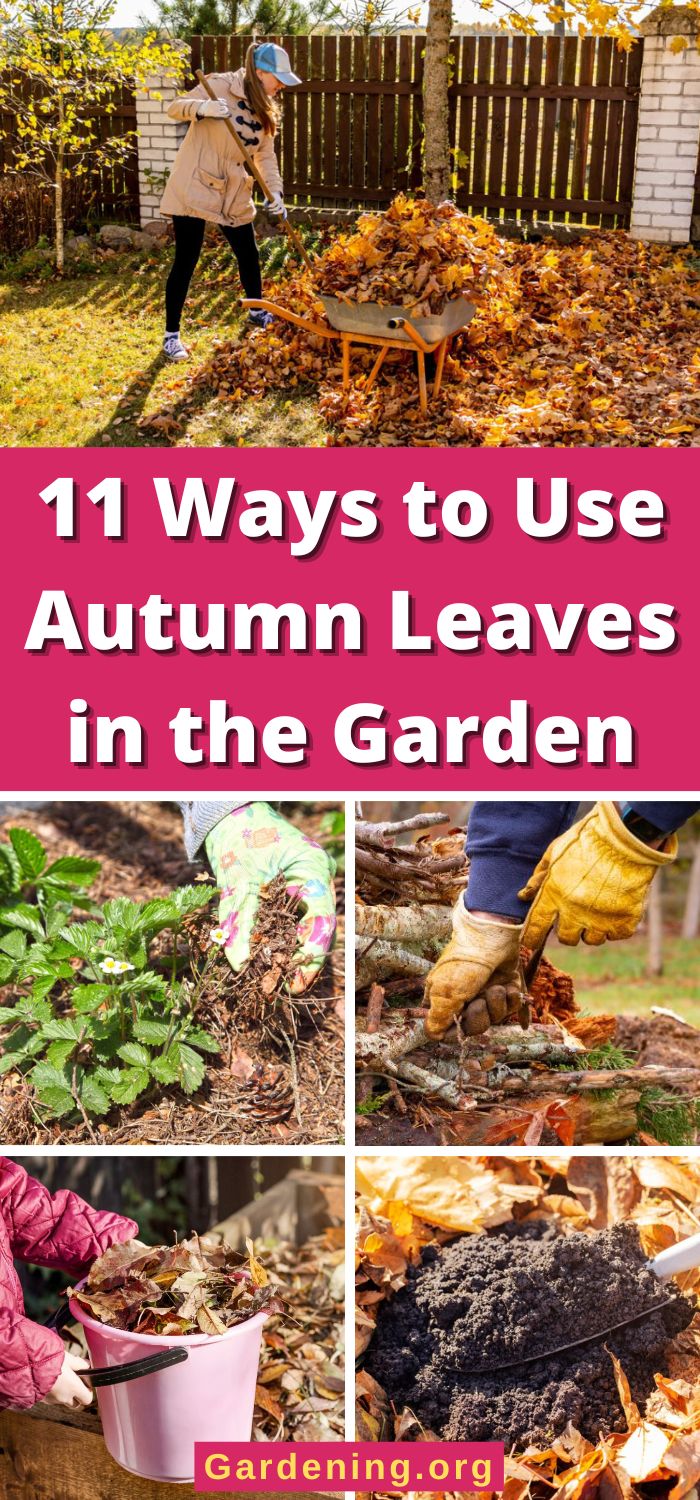 11 Ways to Use Autumn Leaves in the Garden - Gardening