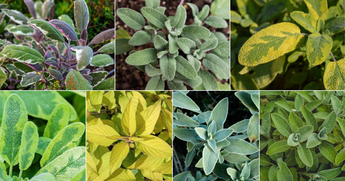 Sage Medicinal Varieties Sage: 5 Stunning Health Benefits Of The