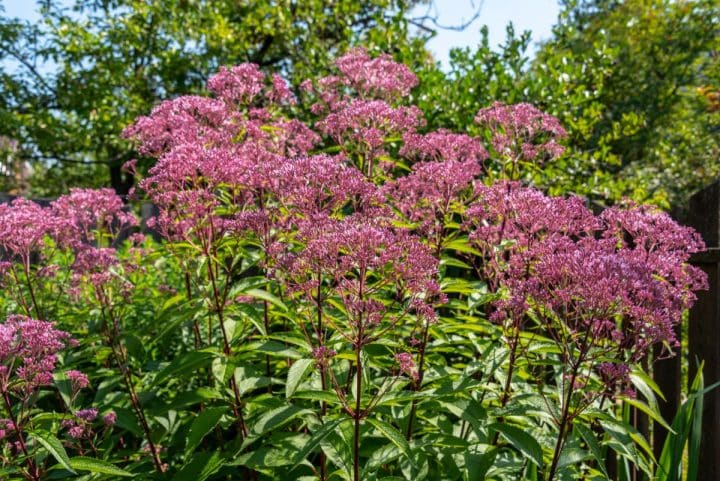18 Fast-Growing Native Plants That Can Outcompete Weeds - Gardening