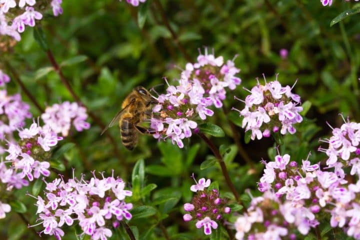 13 Types of Edible Thyme for Your Herb Garden or Foodscape - Gardening