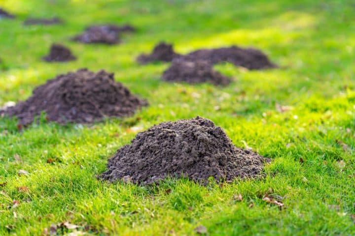 How to Control Ground Moles All Naturally (11 Tips) - Gardening