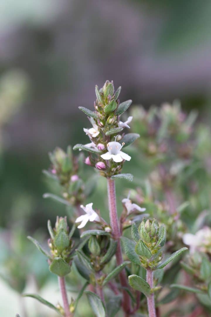 13 Types of Edible Thyme for Your Herb Garden or Foodscape - Gardening
