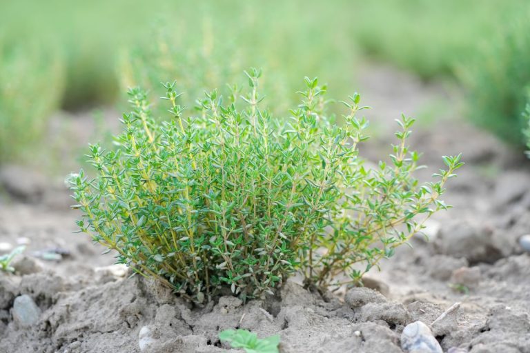 13 Types of Edible Thyme for Your Herb Garden or Foodscape - Gardening