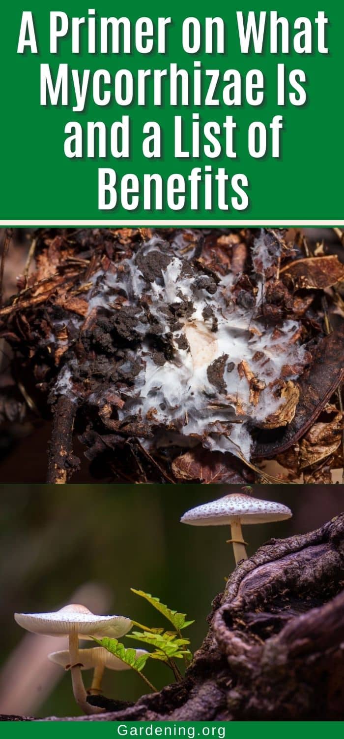 How to Use Mycorrhizae in Gardening +10 Benefits - Gardening