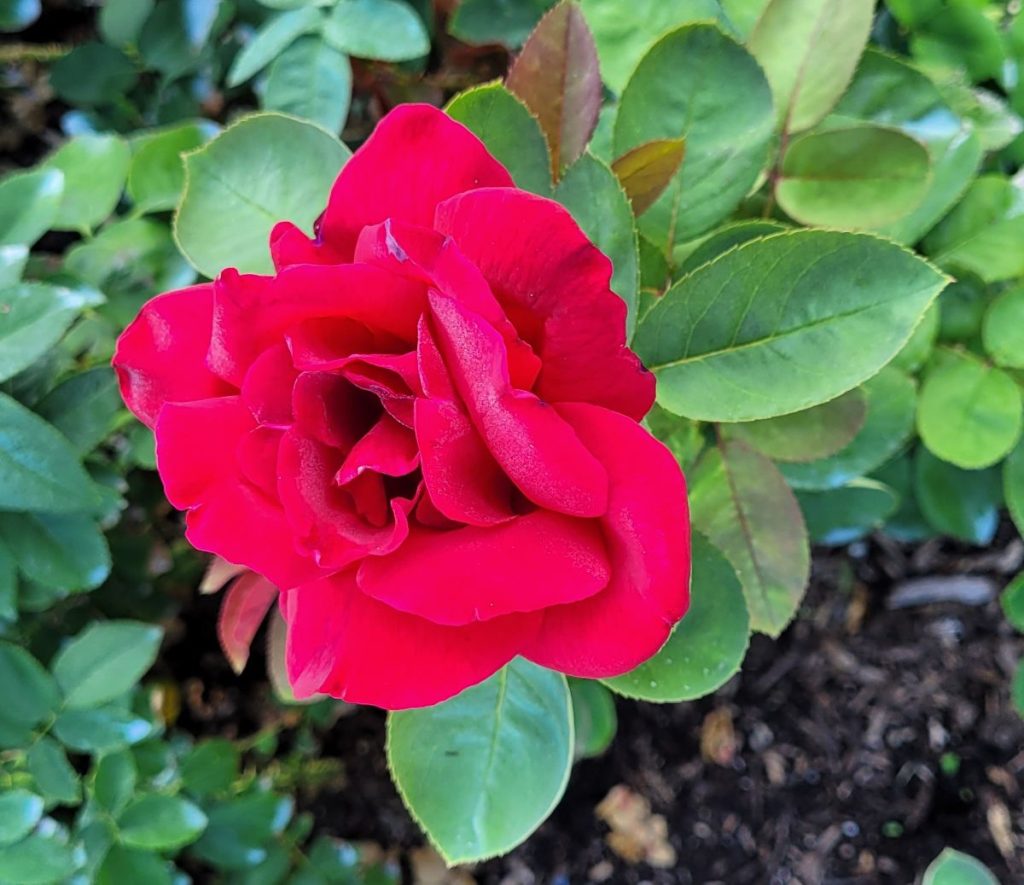 10 of the Most Delightfully Fragrant Roses You Can Grow - Gardening