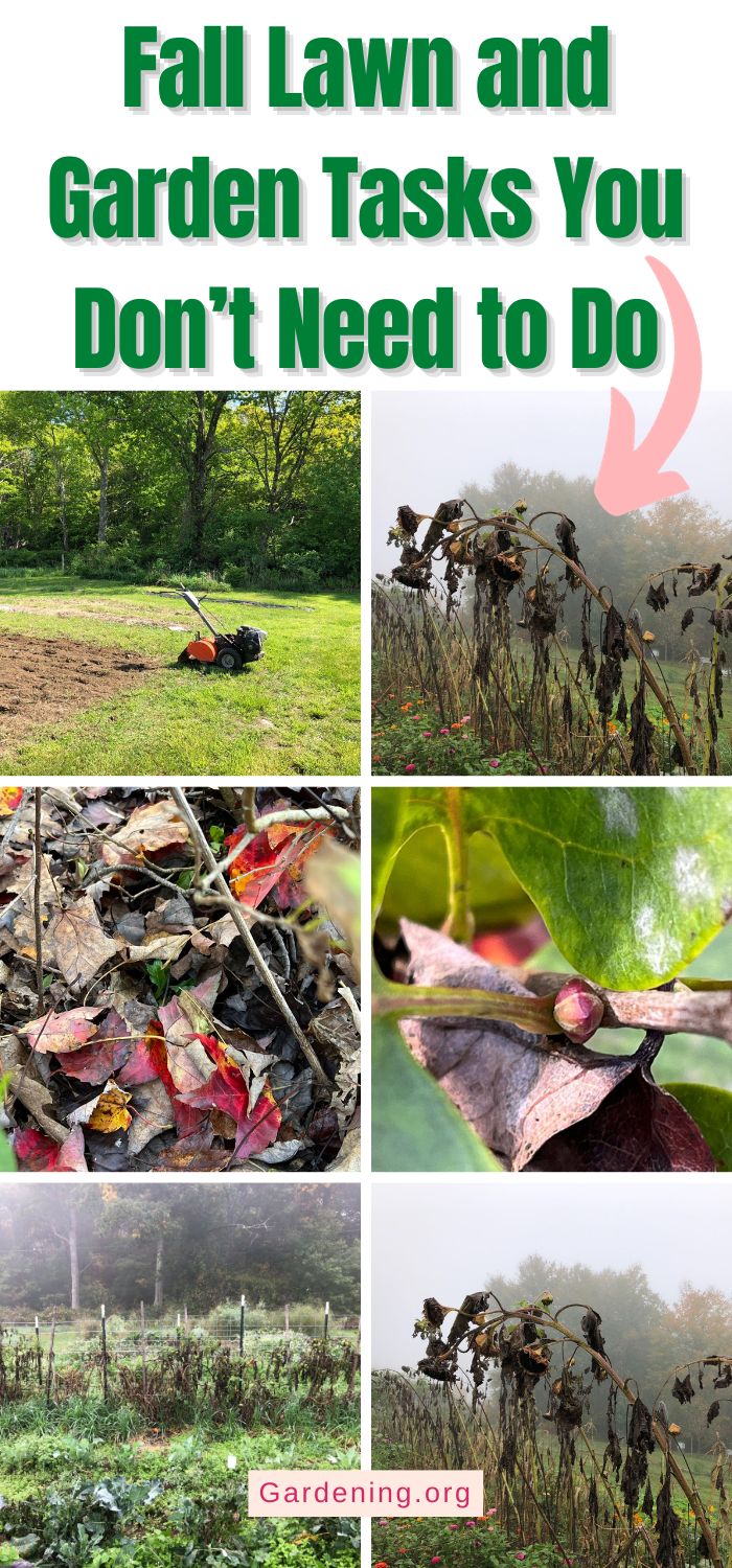 8 Fall Lawn and Garden Tasks You Don’t Need to Do - Gardening