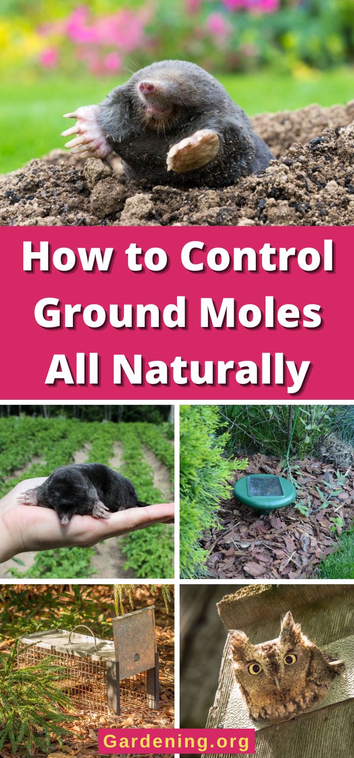 How to Control Ground Moles All Naturally (11 Tips) - Gardening