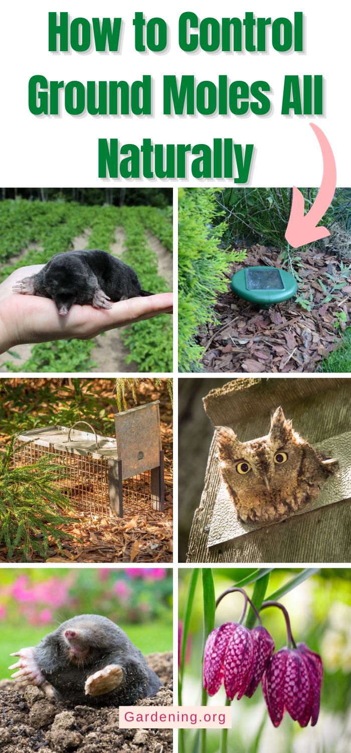 How to Control Ground Moles All Naturally (11 Tips) - Gardening
