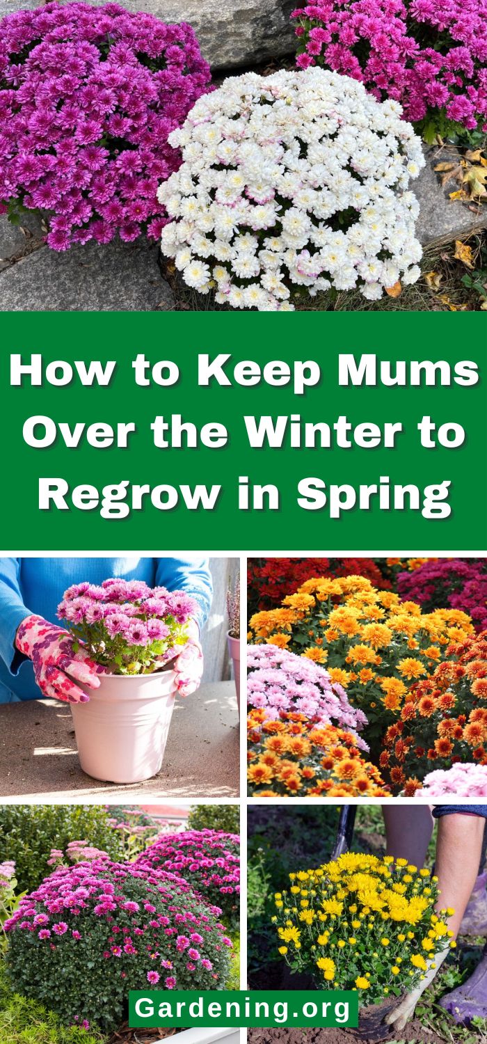 How to Overwinter Mums to Regrow in Spring (Ground and Pots) - Gardening