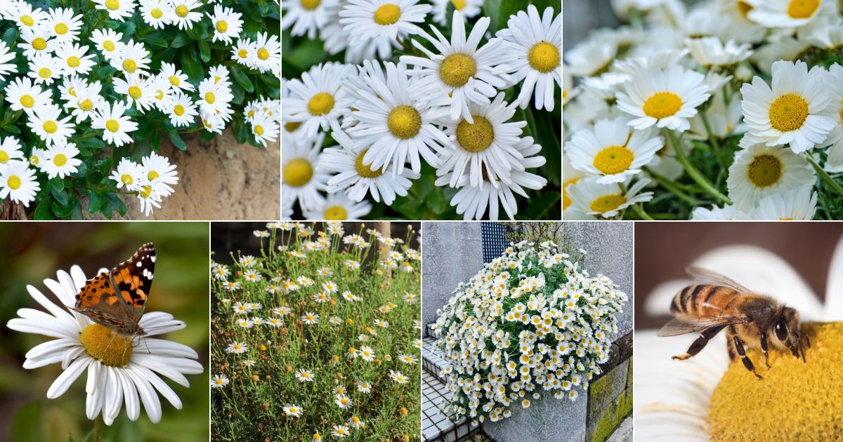 Montauk (Nippon) Daisy Growing Guide (Plant, Grow, and Care)