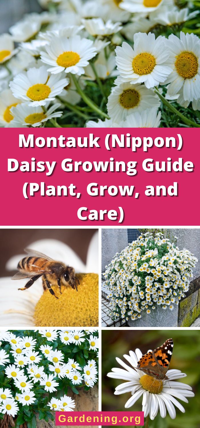 Montauk (Nippon) Daisy Growing Guide (Plant, Grow, and Care)