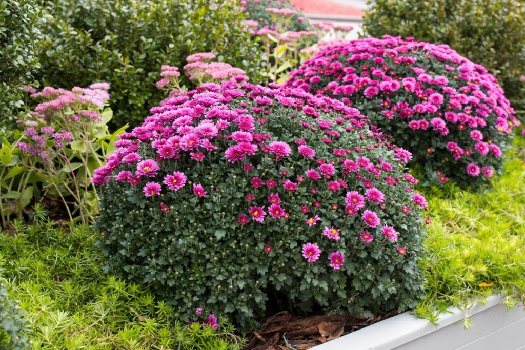 How to Overwinter Mums to Regrow in Spring (Ground and Pots) - Gardening