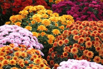 How to Overwinter Mums to Regrow in Spring (Ground and Pots) - Gardening