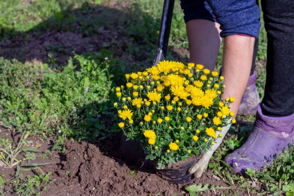 How to Overwinter Mums to Regrow in Spring (Ground and Pots) - Gardening