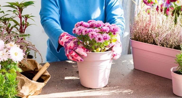 How to Overwinter Mums to Regrow in Spring (Ground and Pots) - Gardening