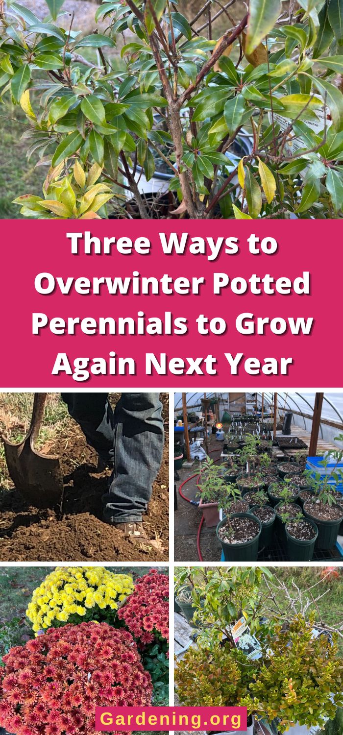 3 Ways to Overwinter Potted Perennials to Grow Again Next Year - Gardening