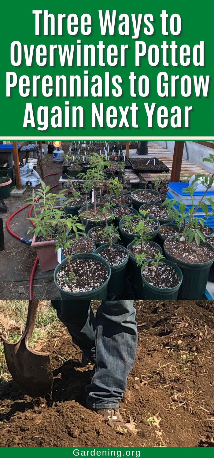 3 Ways to Overwinter Potted Perennials to Grow Again Next Year - Gardening