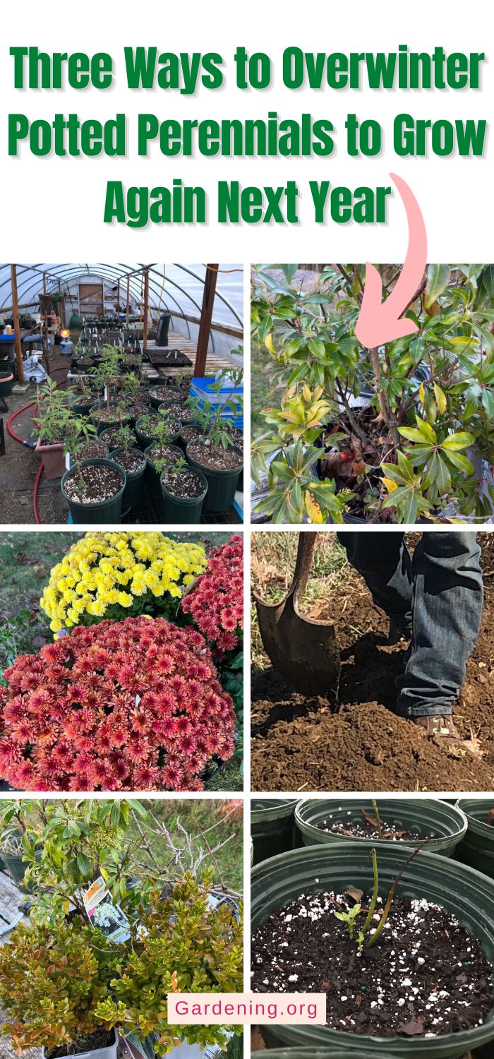 3 Ways to Overwinter Potted Perennials to Grow Again Next Year - Gardening