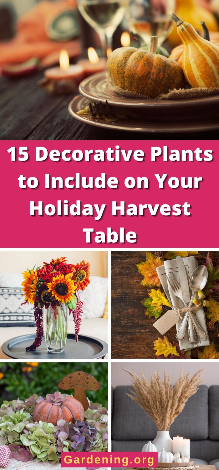 15 Plants to Use in Thanksgiving and Fall Decorations - Gardening