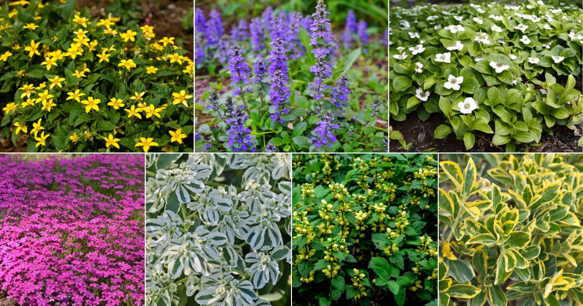 Quick Ground Cover Easy Ground Cover Plants You Can Grow Flower