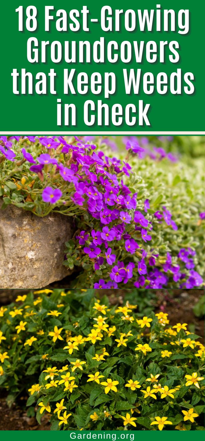18 Fast-Growing Groundcovers that Keep Weeds in Check - Gardening