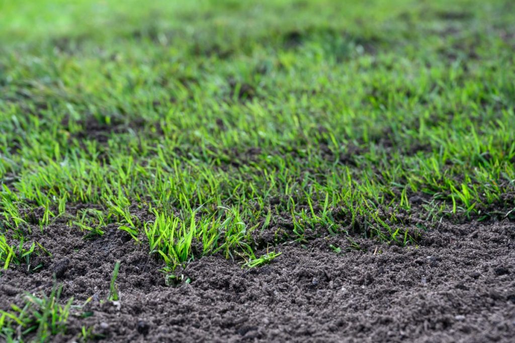 12 Steps to Convert Your Lawn into a Wildflower Meadow - Gardening