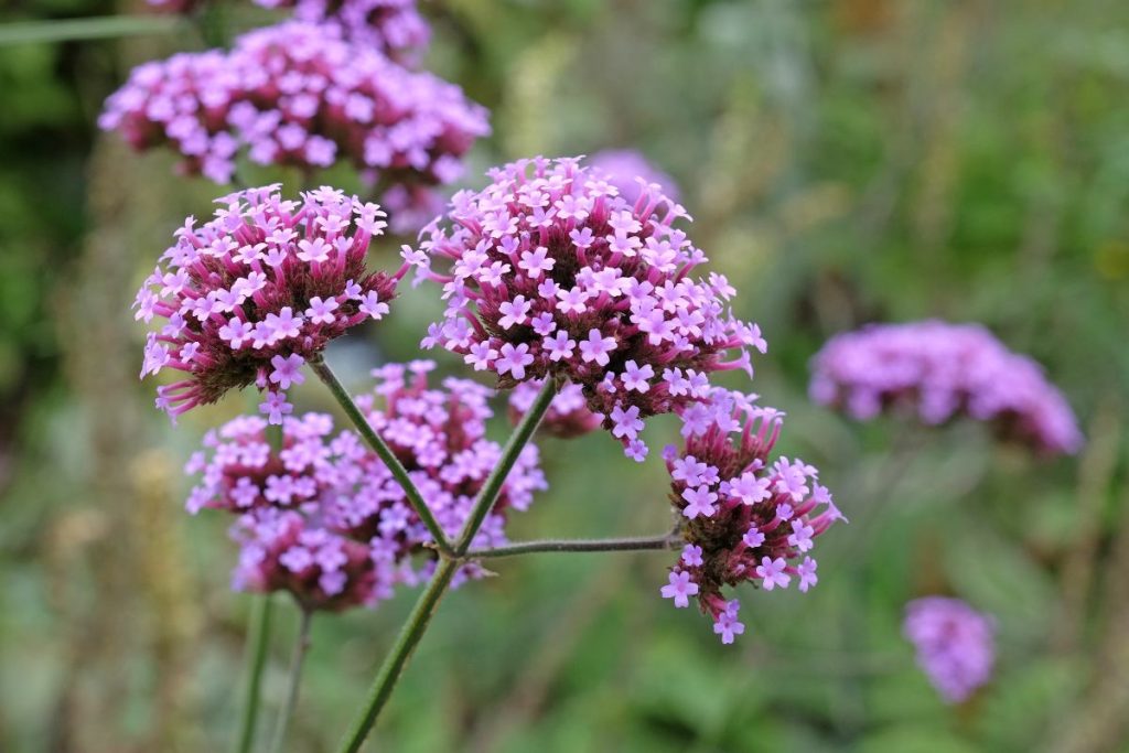21 Beginner-Friendly Annuals to Grow in Window Boxes - Gardening
