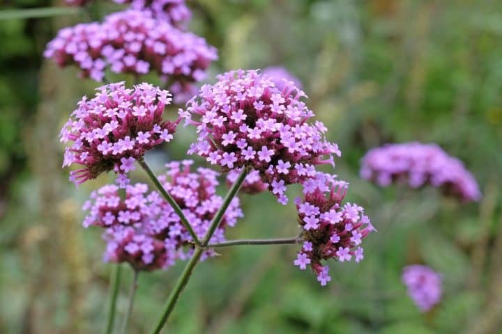 21 Beginner-Friendly Annuals to Grow in Window Boxes - Gardening