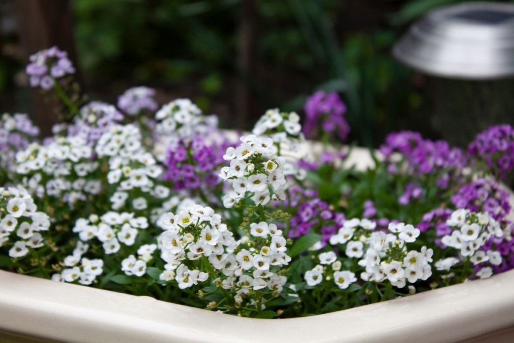 21 Beginner-Friendly Annuals to Grow in Window Boxes - Gardening