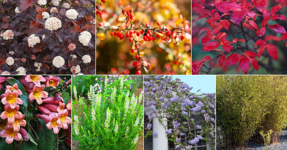 Invasive Garden Plants