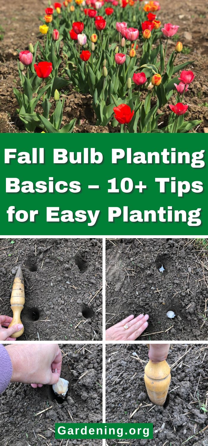 Fall Bulb Planting Basics + 10 Tips for Easy Planting - Gardening