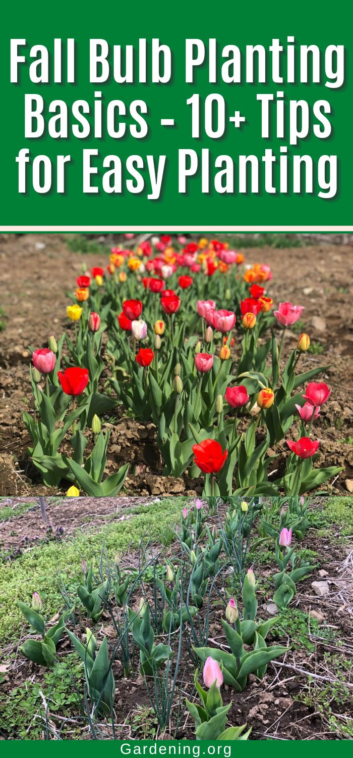 Fall Bulb Planting Basics + 10 Tips for Easy Planting - Gardening
