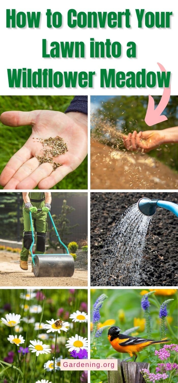 12 Steps to Convert Your Lawn into a Wildflower Meadow - Gardening