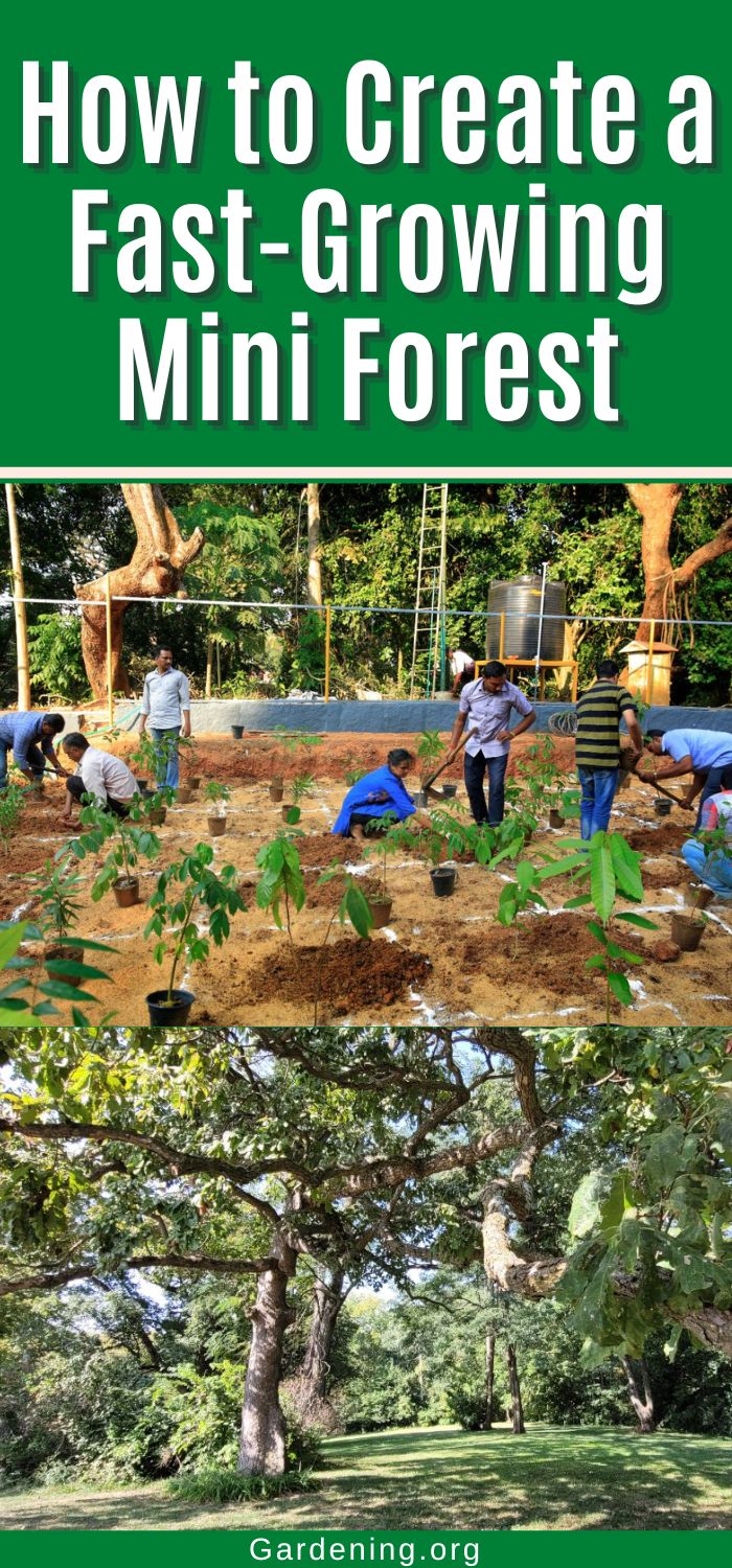 How to Create a Fast-Growing Mini Forest - Gardening