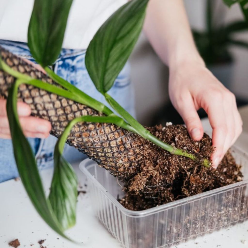 How to Make and Use a DIY Moss Pole to Support Houseplants - Gardening