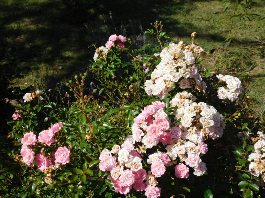 23 Ultimate Low-Maintenance Roses From Earth-Kind Roses - Gardening