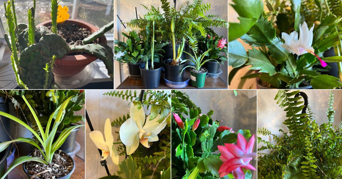 12 Rules for Giving Plants as Gifts (+ Tips) - Gardening