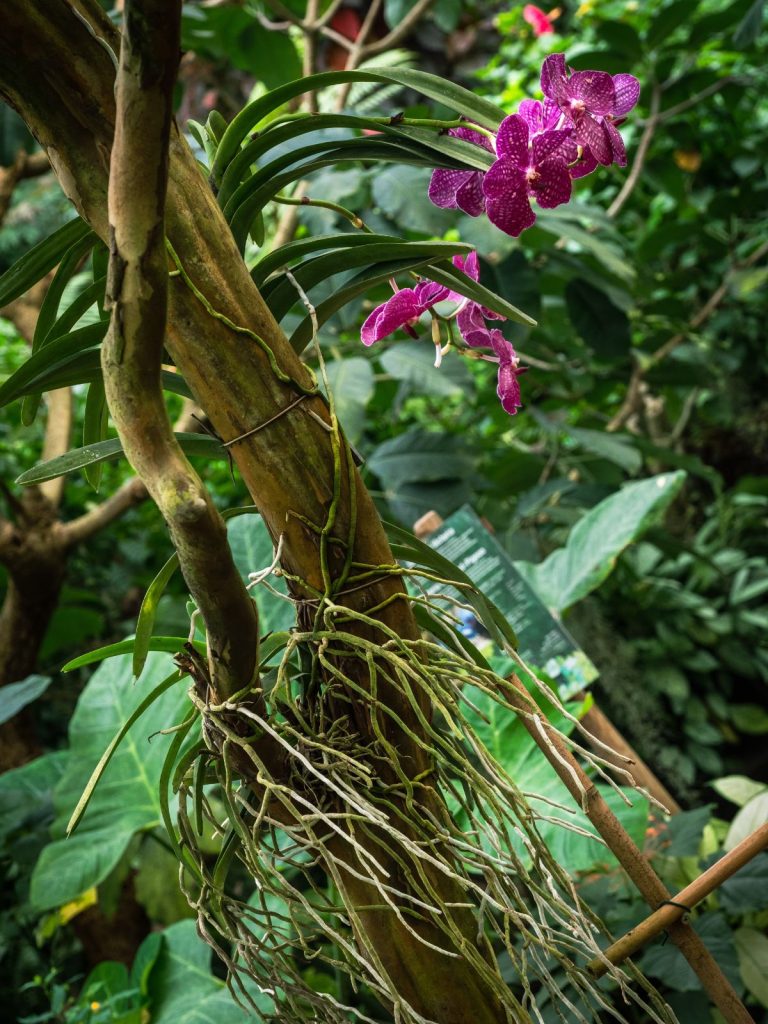 Butterfly Orchids - The Ultimate Growing Guide - Gardening