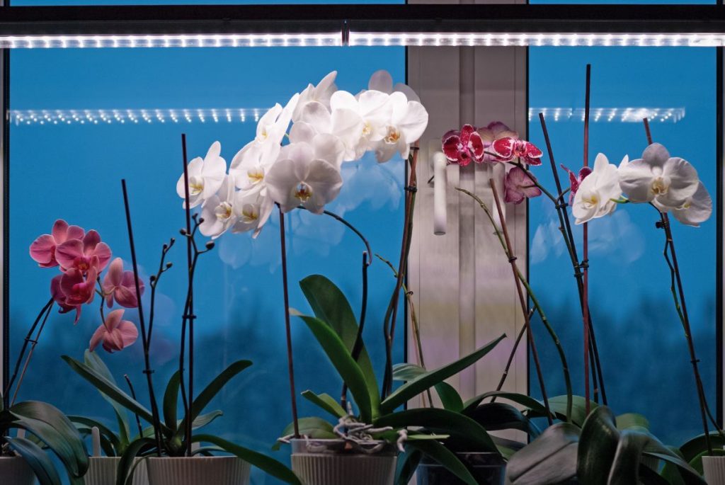 Butterfly Orchids - The Ultimate Growing Guide - Gardening