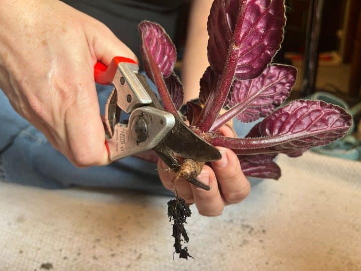Is Your African Violet Stem Too Long? Here’s How to Fix It - Gardening