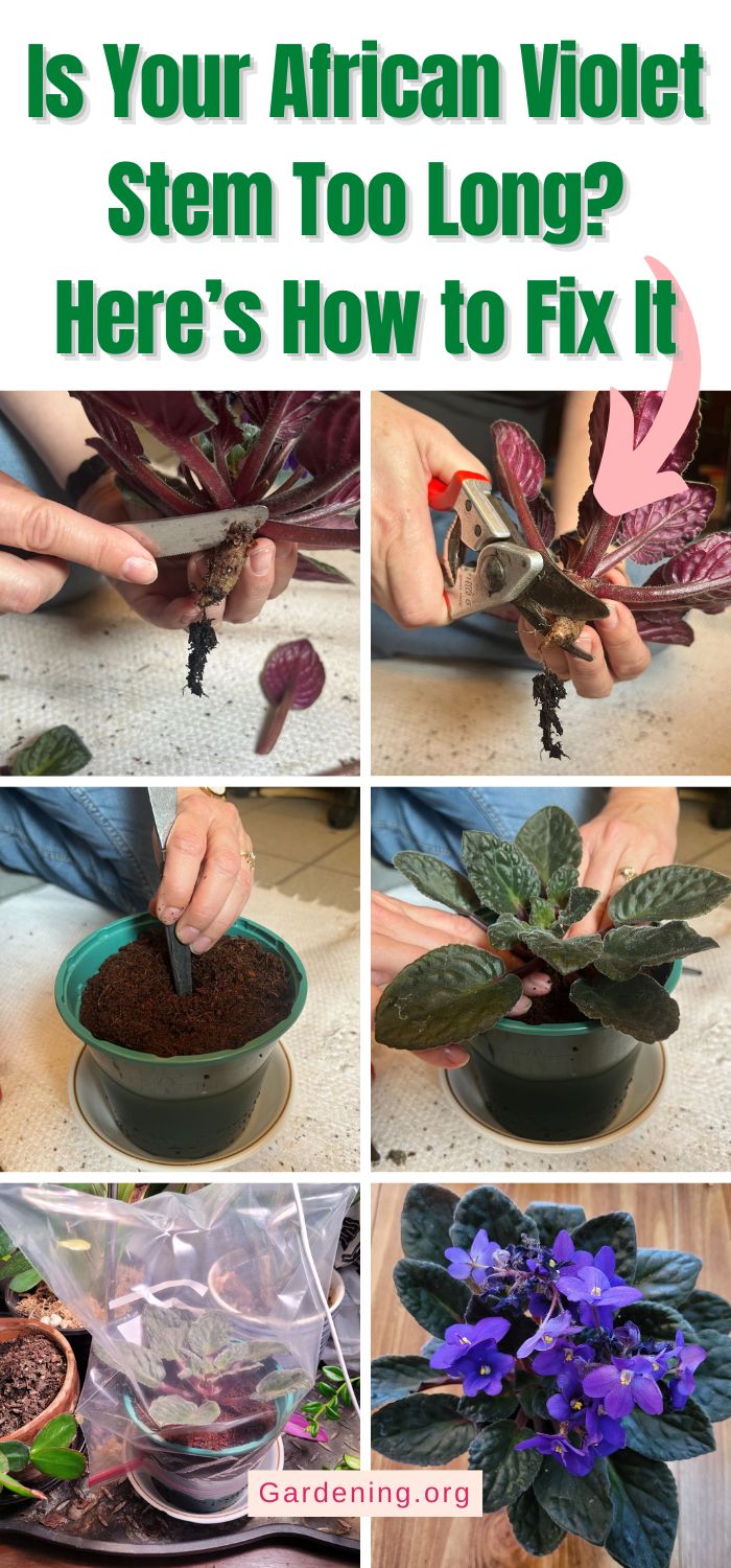 Is Your African Violet Stem Too Long? Here’s How to Fix It - Gardening