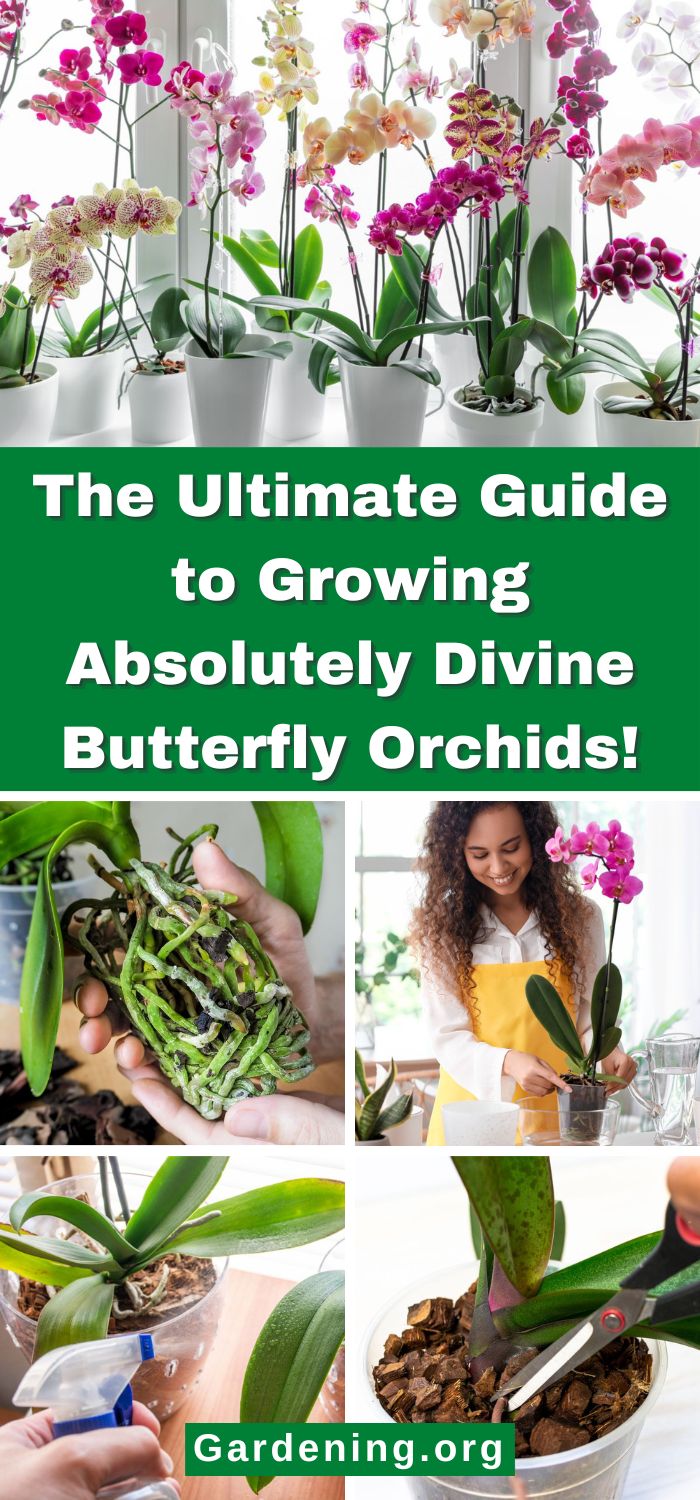 Butterfly Orchids - The Ultimate Growing Guide - Gardening