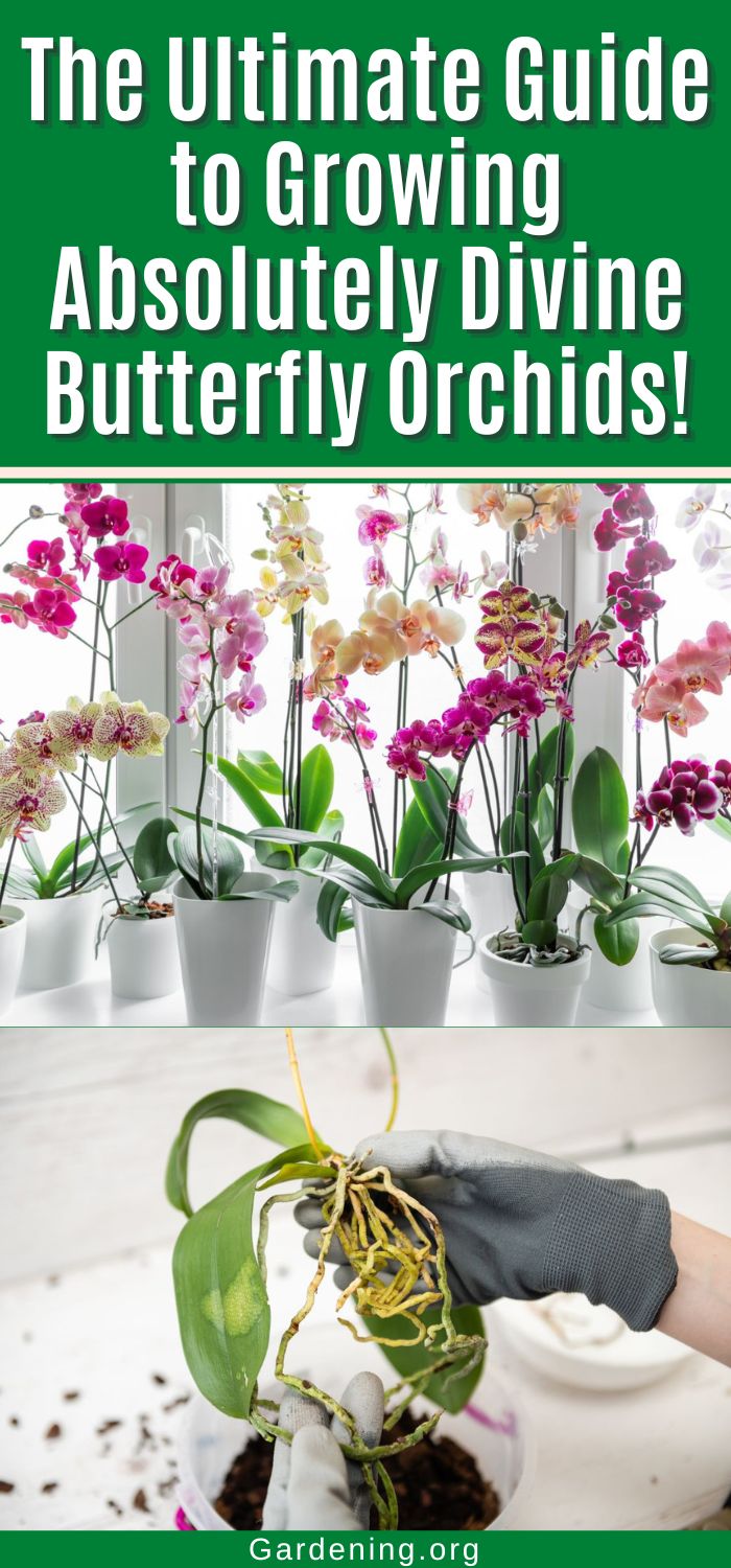Butterfly Orchids - The Ultimate Growing Guide - Gardening