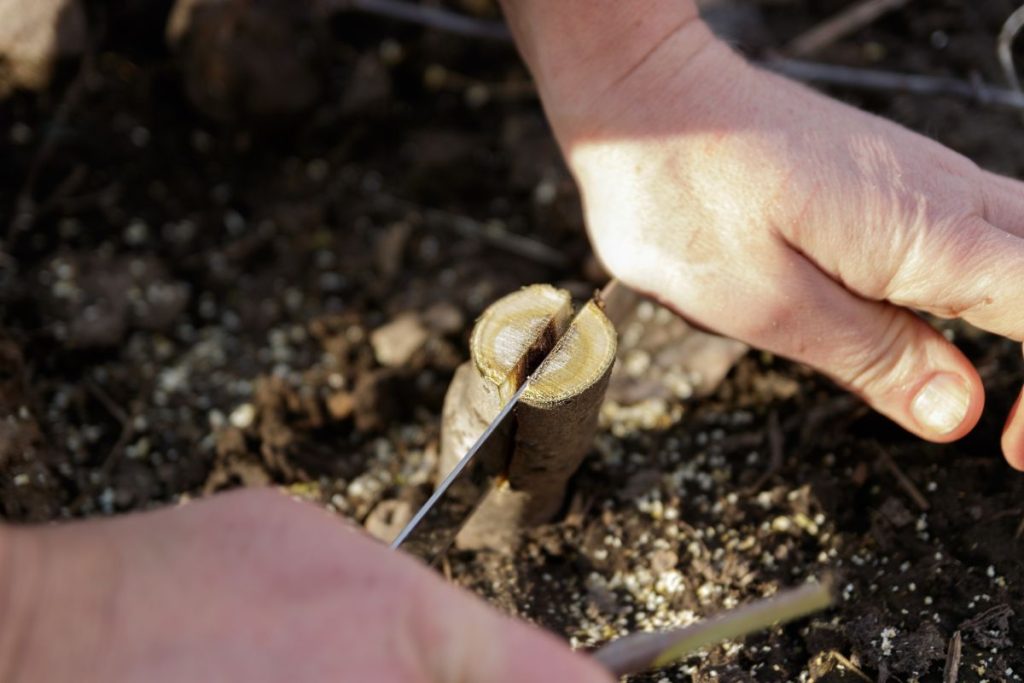 A Complete Guide to Basic Grafting Techniques - Gardening
