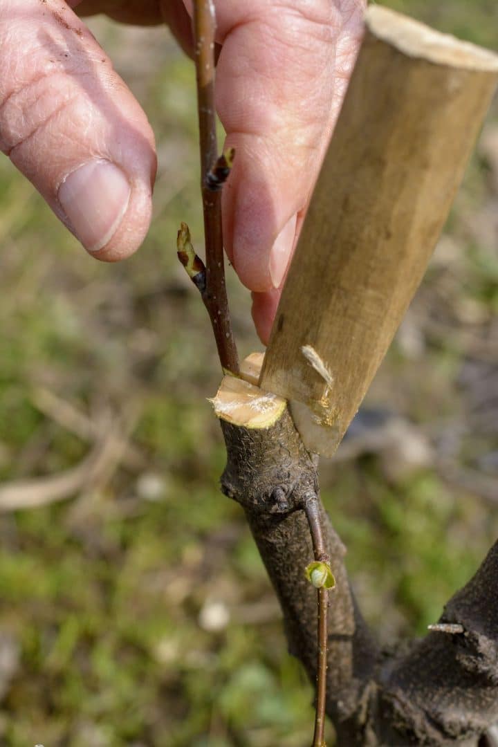 A Complete Guide to Basic Grafting Techniques - Gardening