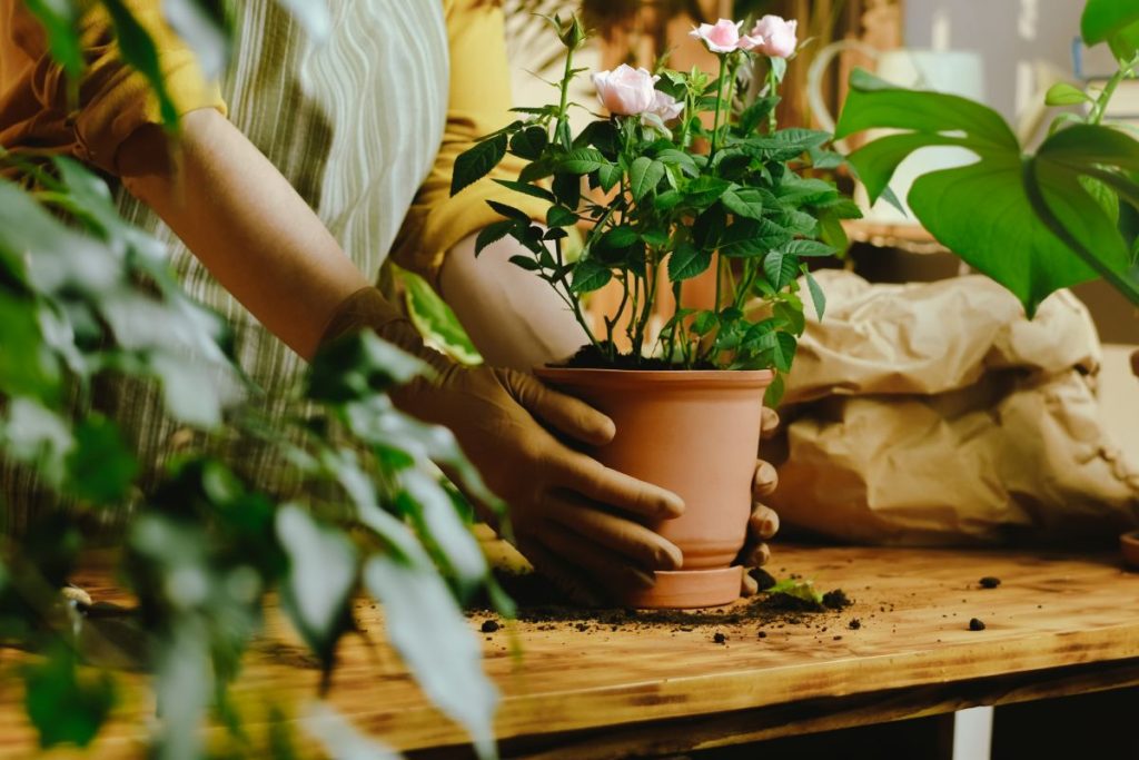 How to Grow Miniature Roses Indoors and Keep Them Blooming - Gardening