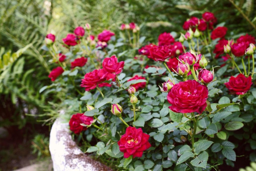 How to Grow Miniature Roses Indoors and Keep Them Blooming - Gardening