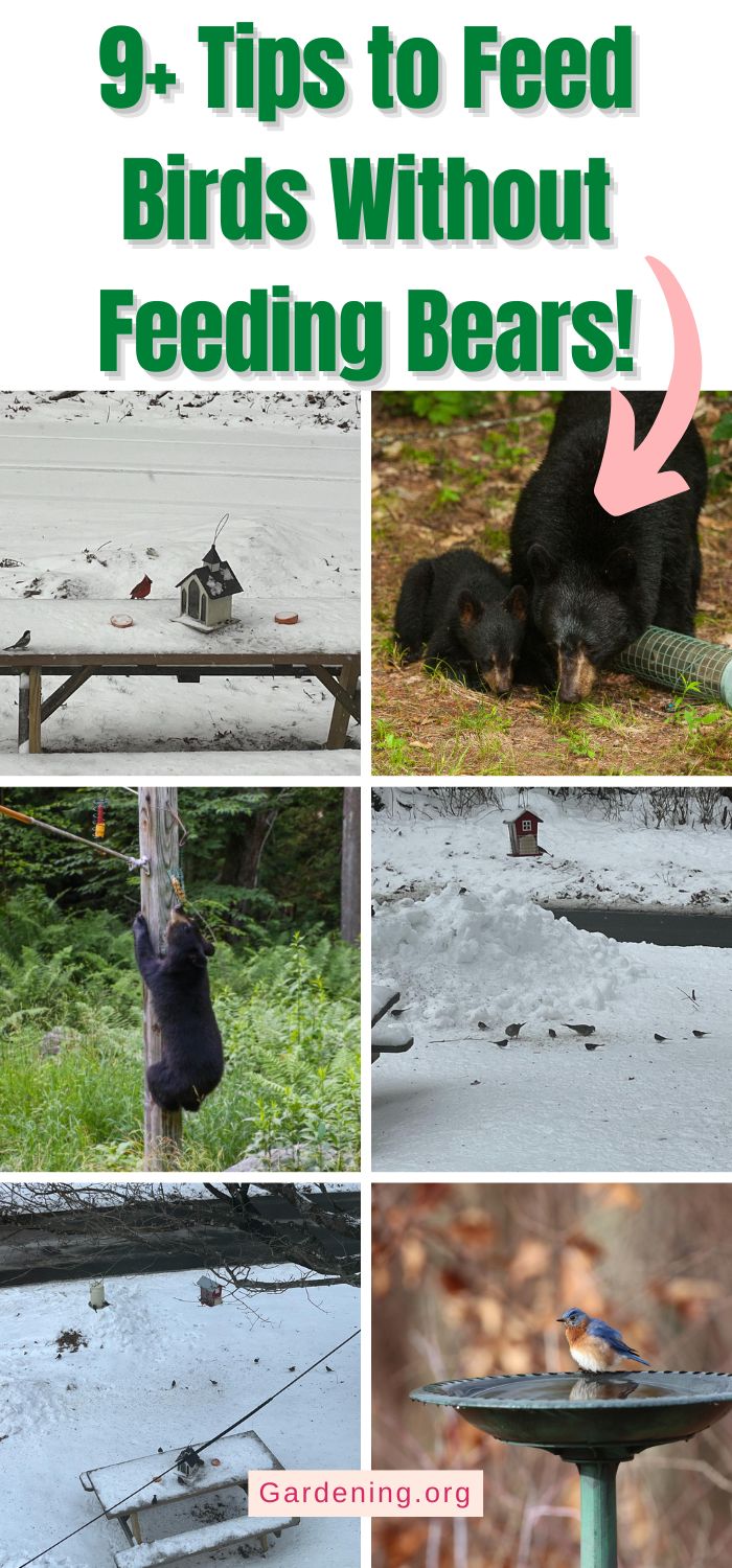 9+ Tips to Feed Birds Without Feeding Bears! - Gardening