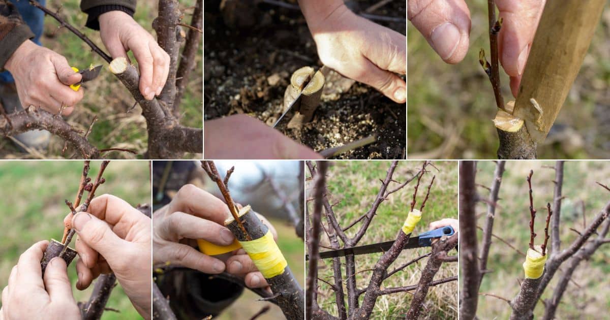 A Complete Guide to Basic Grafting Techniques - Gardening
