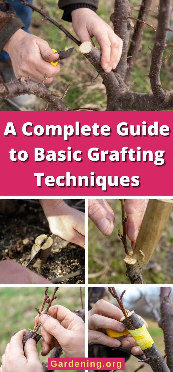 A Complete Guide to Basic Grafting Techniques - Gardening